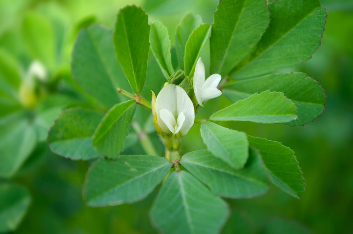 🌿 Bockshornklee » Anwendung & Wirkung