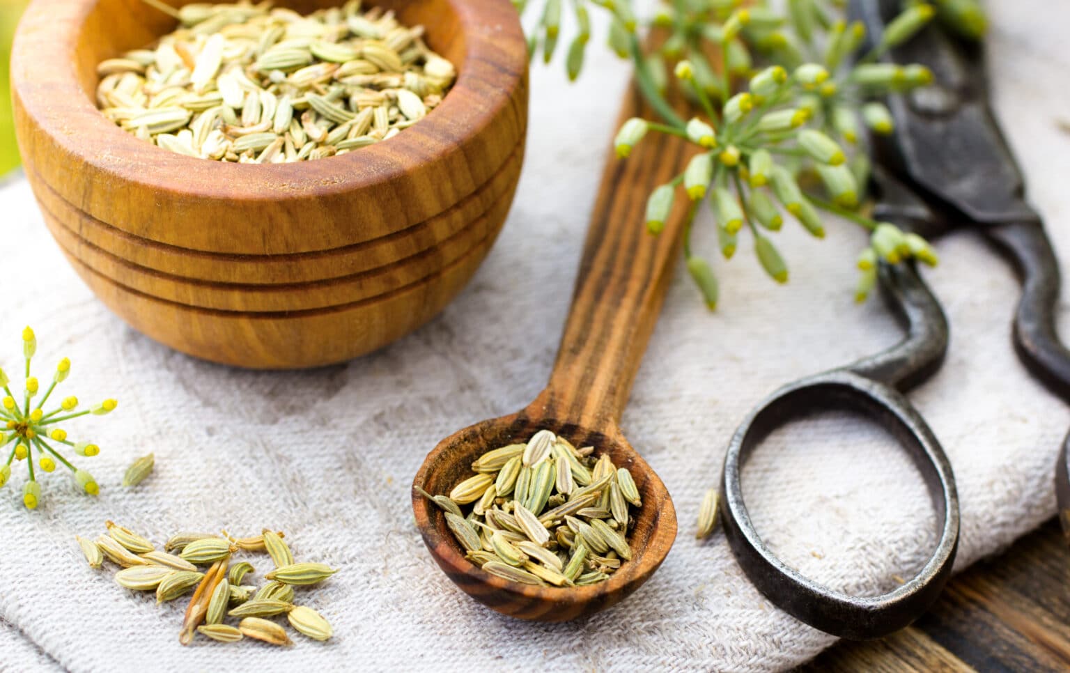 Fenchelsamen (Gewürzfenchel) » Anwendung, Wirkung & Empfehlung