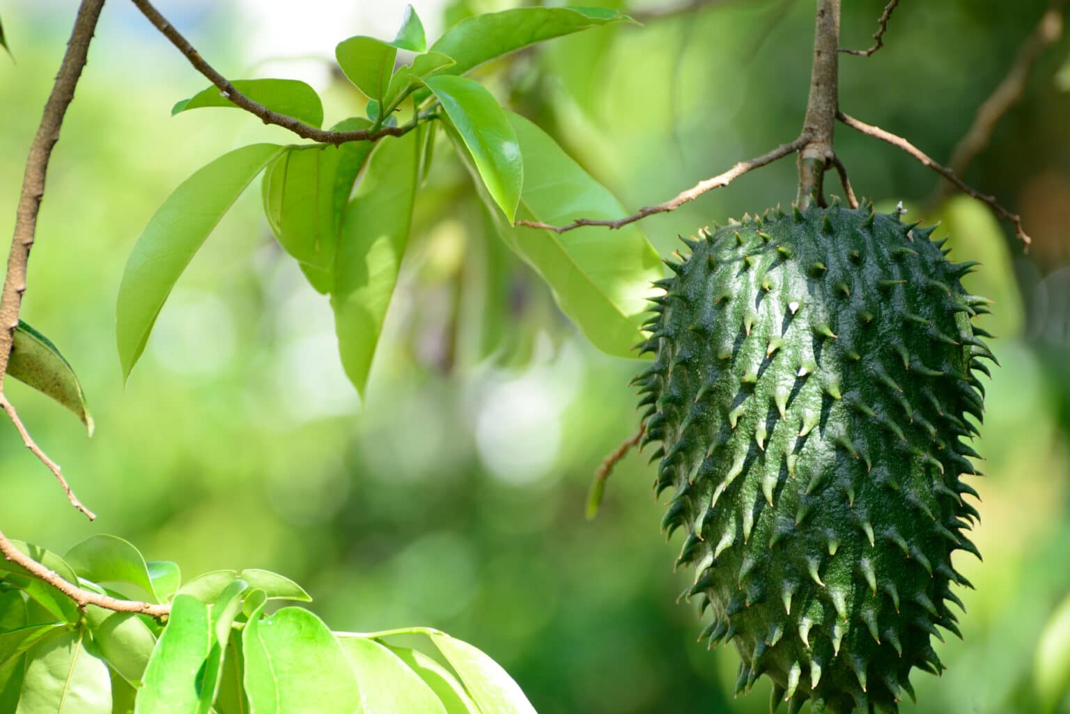 Superfood Graviola (Stachelannone) » Anwendung, Wirkung & Empfehlung
