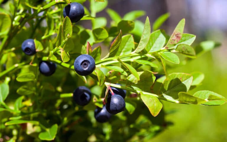 Heidelbeerextrakt (Blaubeerextrakt) » Anwendung, Wirkung & Empfehlung